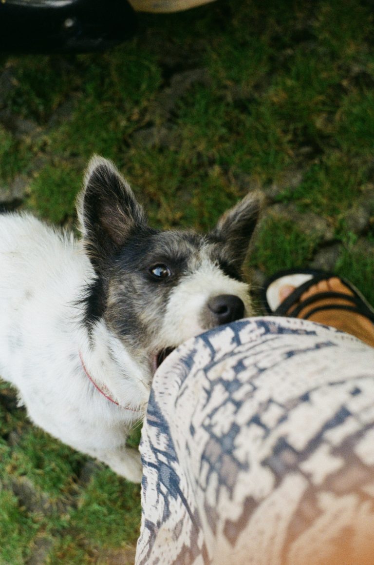 Virginia Personal Injury Laws On Dog Bites ReidGoodwin Virginia Personal Injury Laws On Dog Bites ReidGoodwin